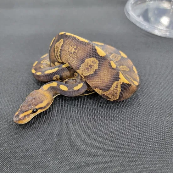Super Raven Ball Python by Alternative Pet Warehouse