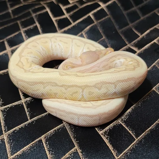 Banana Kingpin Ball Python by Alternative Pet Warehouse