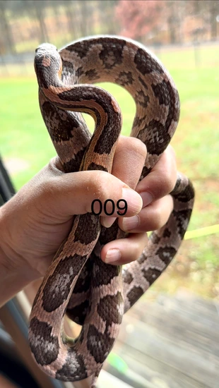 RF Heliconia Corn Snake by SwampWitch Serpents & Aquazoic LLC
