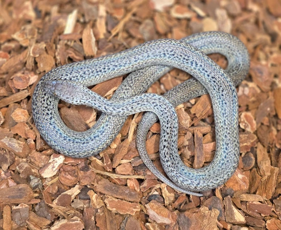 Granite Spotted Python by Hannibals Animals