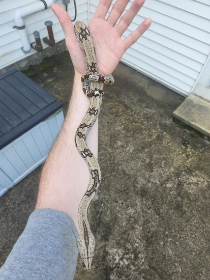 PAIR 2023 North Brazil True Redtail BCC True Red-Tailed Boa Constrictor ...