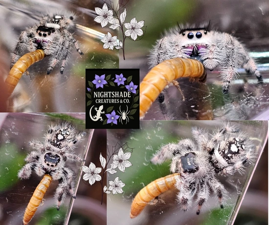 Mature Female Regal Jumping Spider #1 by Nightshade Creatures & Co