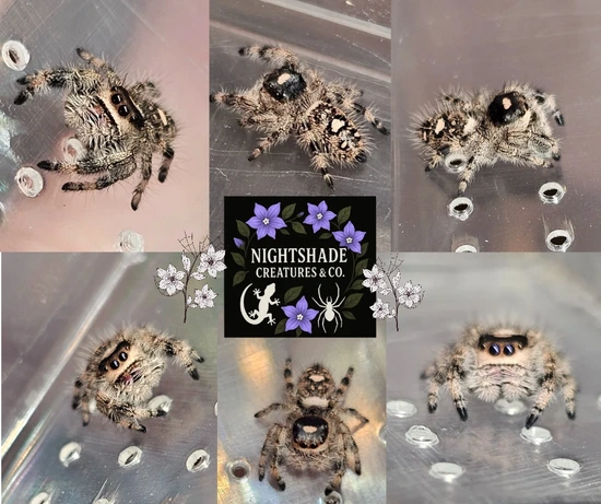 #1 Phidippus Regius - Regal Jumping Spider Female I7 by Nightshade ...