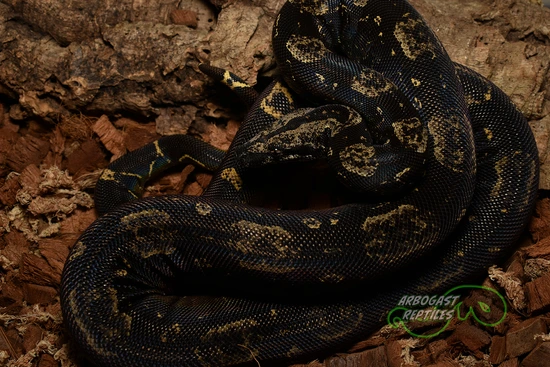 IMG Keltic Jungle Het Sharp Snow Boa Constrictor by Arbogast Reptiles
