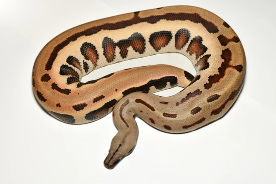 Proven Breeder Goldeneye Het Tneg Albino Blood Python by Arbogast Reptiles