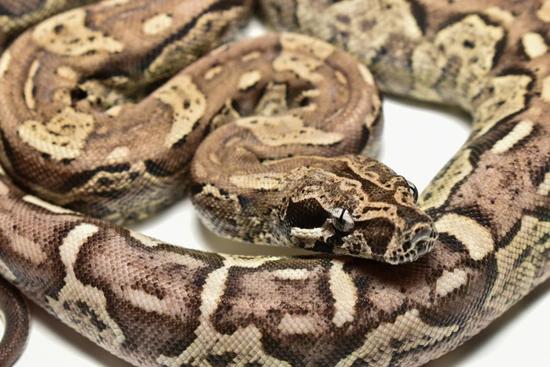 IMG Ghost Aztec Keltic 100% Het Sharp Snow Boa Constrictor by Arbogast ...