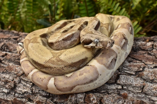 Ghost Het Sharp Snow Boa Constrictor by Arbogast Reptiles