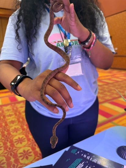 CBB Amazon Tree Boa by Arboreals and More LLC