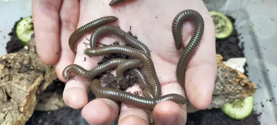 Giant Olive Millipedes by ARC Exotics