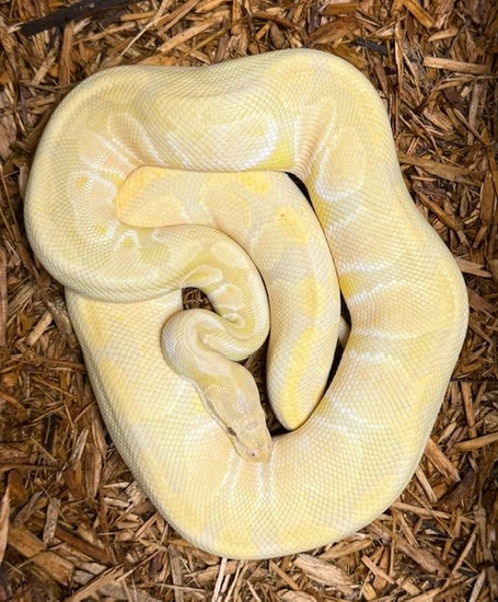 Enchi Lavender Albino Ball Python by Mission Morphs