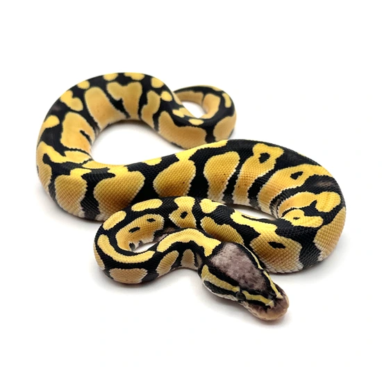 Pastel Desert Ghost Ball Python by Archie’s Balls