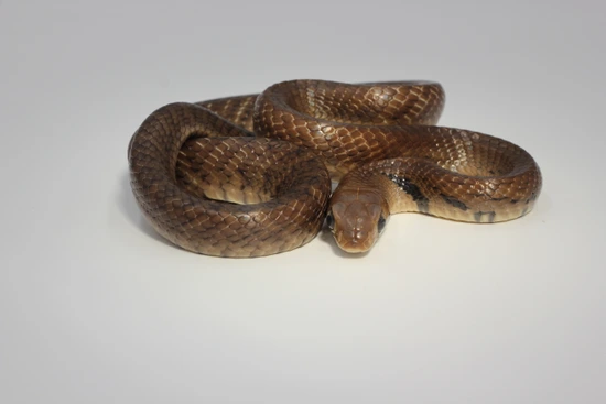 Unicolor Male Cribo Cribo & Indigo Snakes by Archon Reptiles