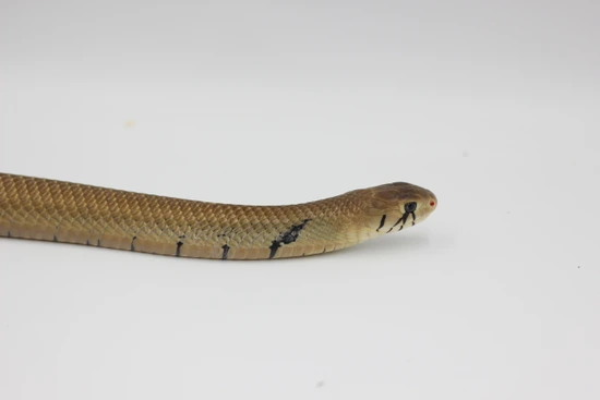 Unicolor Cribo Male Cribo & Indigo Snakes by Archon Reptiles