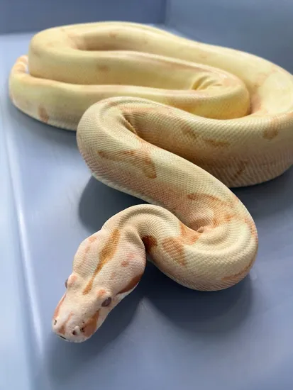 Sunglow Het Anery 1 Poss Jungle Boa Constrictor by Arch Reptiles