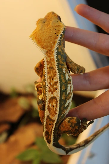 Tri-Color Pinstripe Harlequin Crested Gecko by Rutter's Reptile Oasis