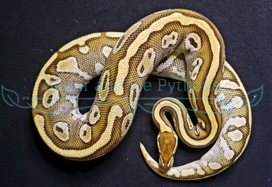 Fester Ball Python by Sugar and Ice Pythons