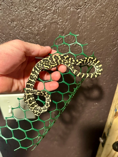 Jungle Jungle Carpet Python by Argus Reptiles