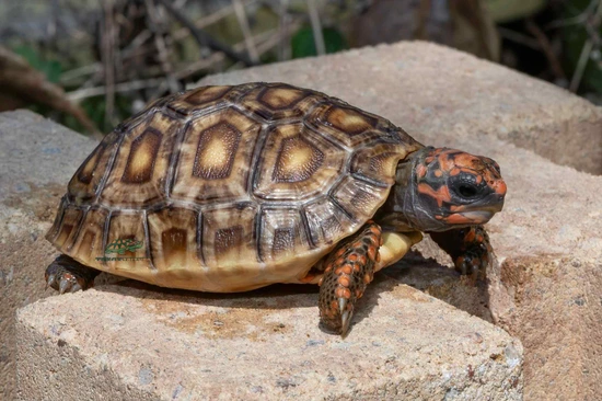 Highly Marbled Northern Redfoot Red-Footed Tortoise by Texas Tortuga