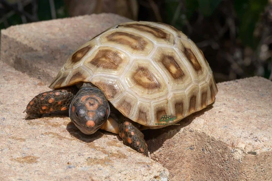 New Dominant Morph Red-Footed Tortoise by Texas Tortuga