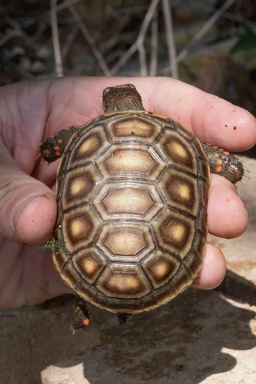Highly Marbled Northern Redfoot Red-Footed Tortoise by Texas Tortuga