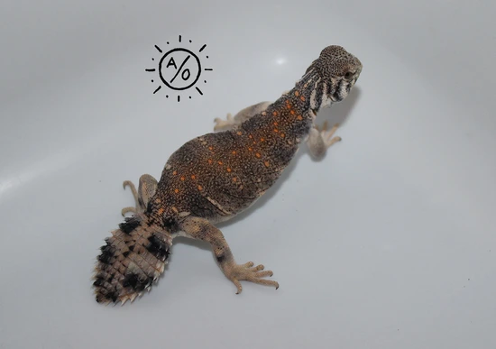 Uromastyx Thomasi by Arids Only Herpetoculture