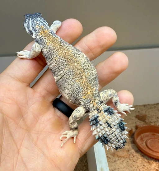 Uromastyx Thomasi by Arids Only Herpetoculture