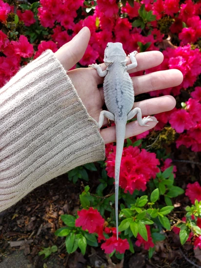 Marbled Hypo Zero Leatherback Central Bearded Dragon by Ari's Arids