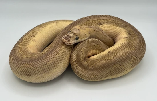 Pastel Lesser Blade Clown Ball Python by Mosaic Morphs