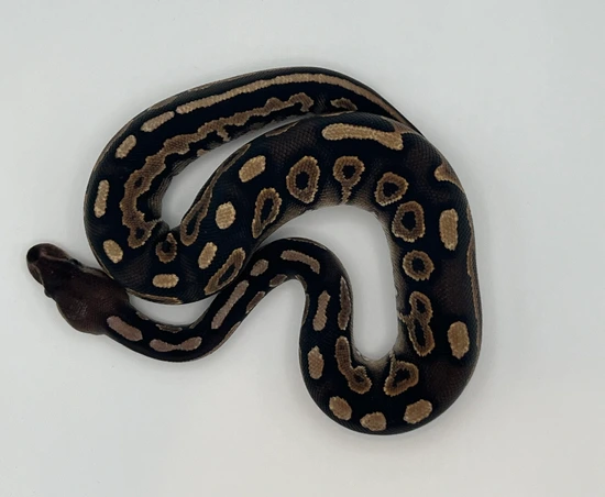 Black Head Mojave YB Ball Python by Mosaic Morphs