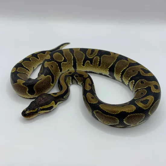 50% DH Sunset Pied Ball Python by Arista Reptiles