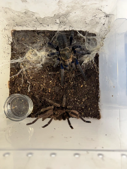 MM Cobalt Blue (Cyriopagopus Lividus) Tarantula by Repttime