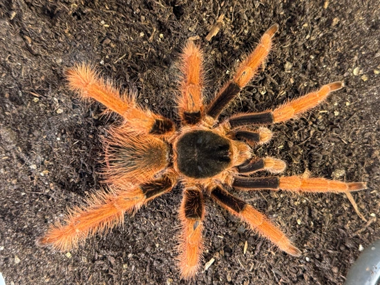MM Megaphobema Robustum ( Colombian Giant Redleg ) Tarantula by Repttime