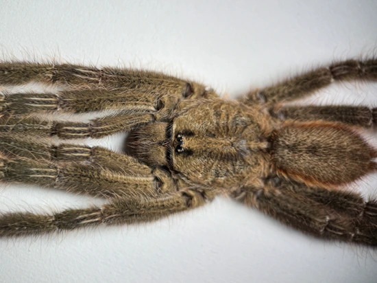 MM Poecilotheria Vittata (Ghost Ornamental) Tarantula by Repttime