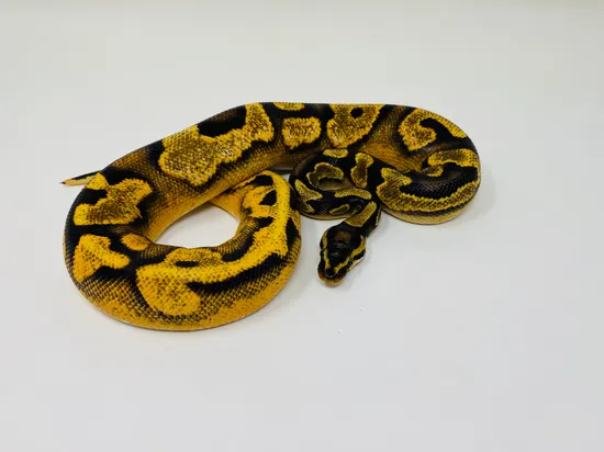 Orange Dream Sugar Enchi Ball Python by Crash Site Reptiles