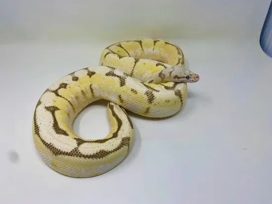 Super Vanilla Bee Ball Python by Crash Site Reptiles