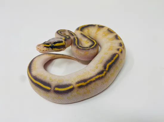 Pastel Enchi Highway Ball Python by Crash Site Reptiles