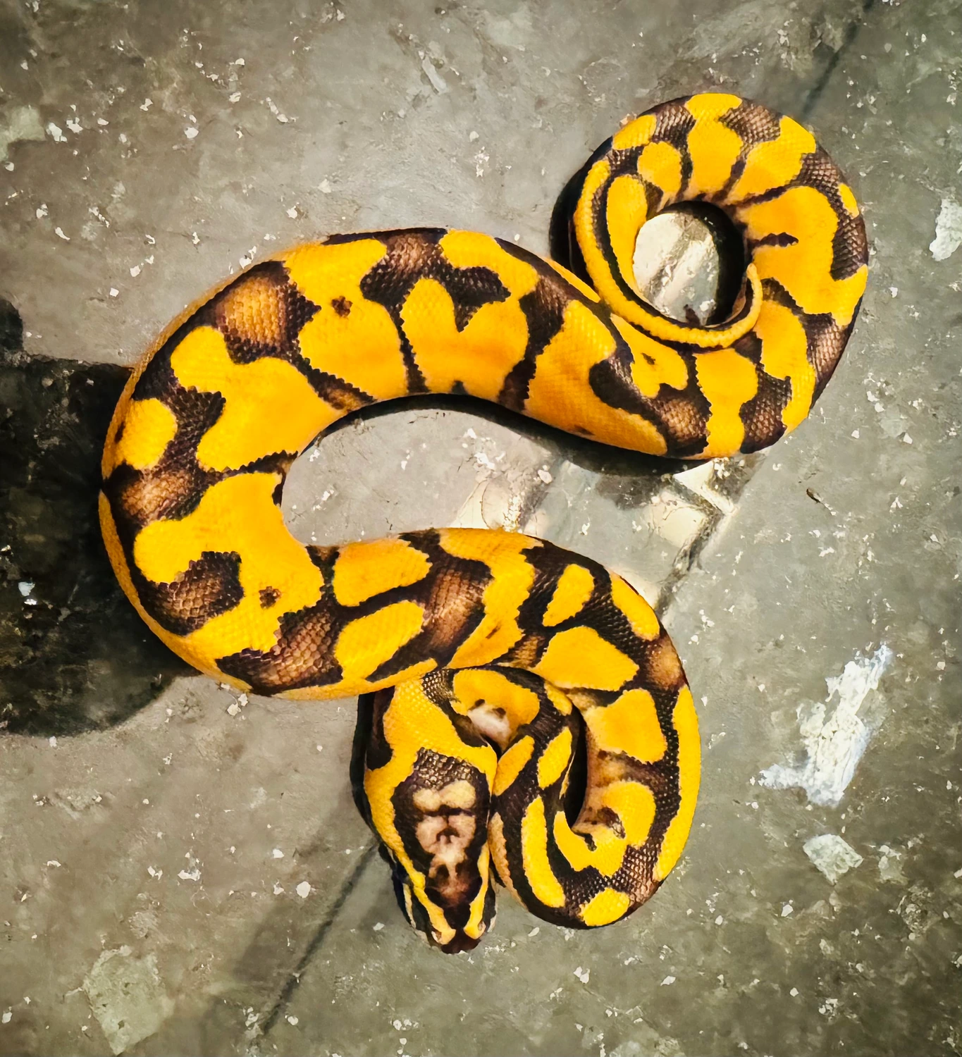 Rodarte Reptiles's Collection - MorphMarket