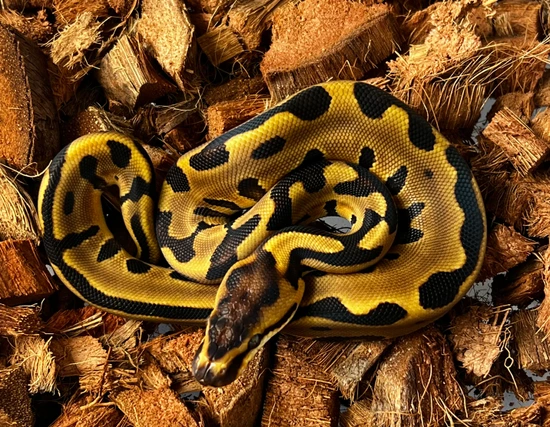 Leopard Enchi Het Ultramel Ball Python by Ancestral Royal Pythons