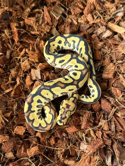 Fire Spotnose Yellow Belly Red Stripe Clown 50% Het Hypo Ball Python by ...