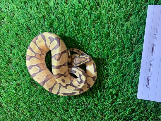 Super Enchi Yellow Belly Ghost Ball Python by AJB Reptiles