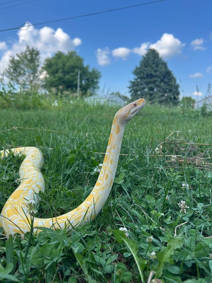 2023 M Young Adult Albino Double Het Green Granite Burmese Python by ...