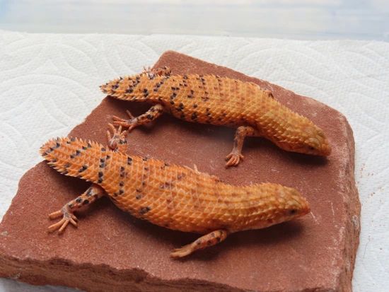 Eastern Pilbara Pygmy Spiny-Tailed Skinks (Egernia Epsisolus) More ...