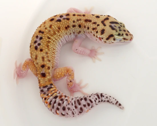 ツ🌒 Eclipse *Reverse Snake Eye* Leopard Gecko by Art Geckos