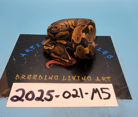 Classic Ball Python by Artistic Reptiles LLC