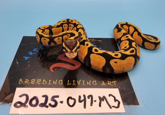 Pastel Ball Python by Artistic Reptiles LLC