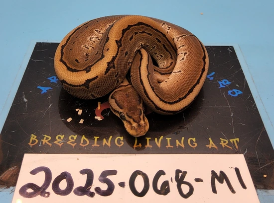 Spinner Lori Ball Python by Artistic Reptiles LLC