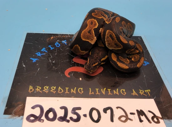 Sable Ball Python by Artistic Reptiles LLC