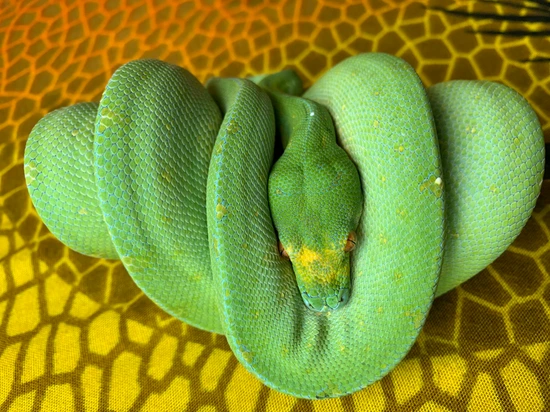 Tinley/Gm07707 X GSAS0803/Bushmasters New Blue Green Tree Python by Art ...