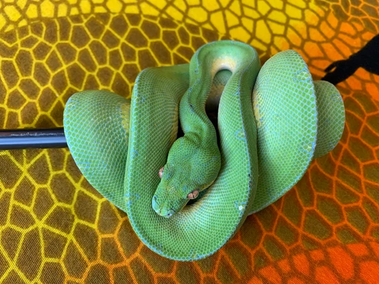 Tinley/GM07077 X GSAS0803/Bushmasters New Blue Green Tree Python by Art ...