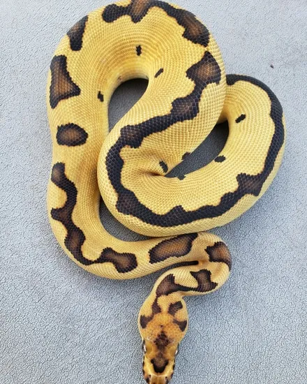 Trident Blade Clown Ball Python by Xtra Morphs